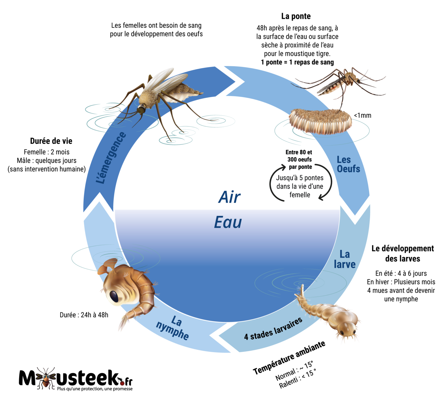 Cycle de Vie Moustique Exploré | Mousteek